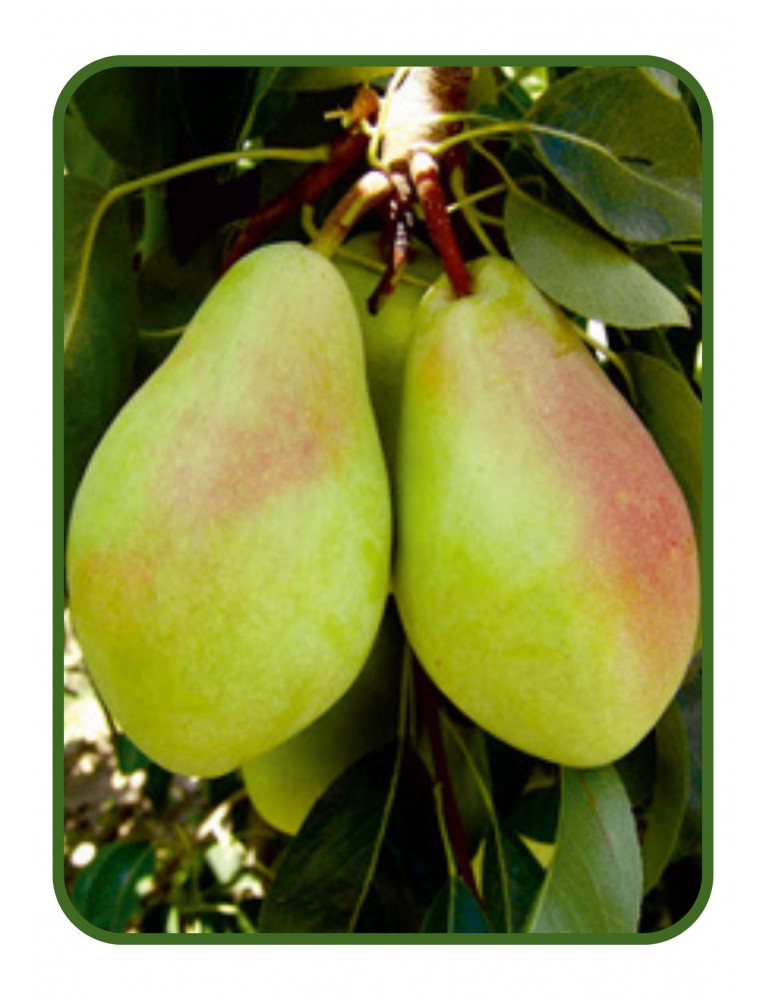 Santa Maria Armut Fidanı | Lezzetli ve Besleyici